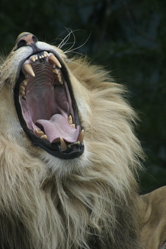 Aslan Resimleri: Erkek Aslan Resimleri