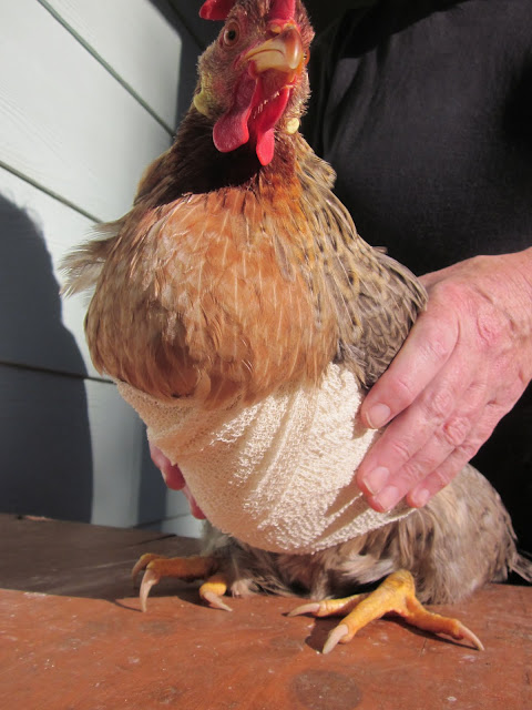 HAZEL DENE: Dressing Poultry - for beginners