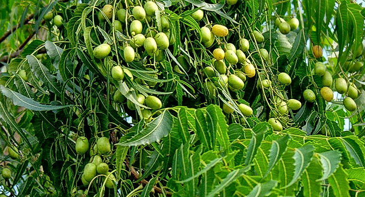 L'huile de Neem, l'amie du jardin bio mais pas seulement...