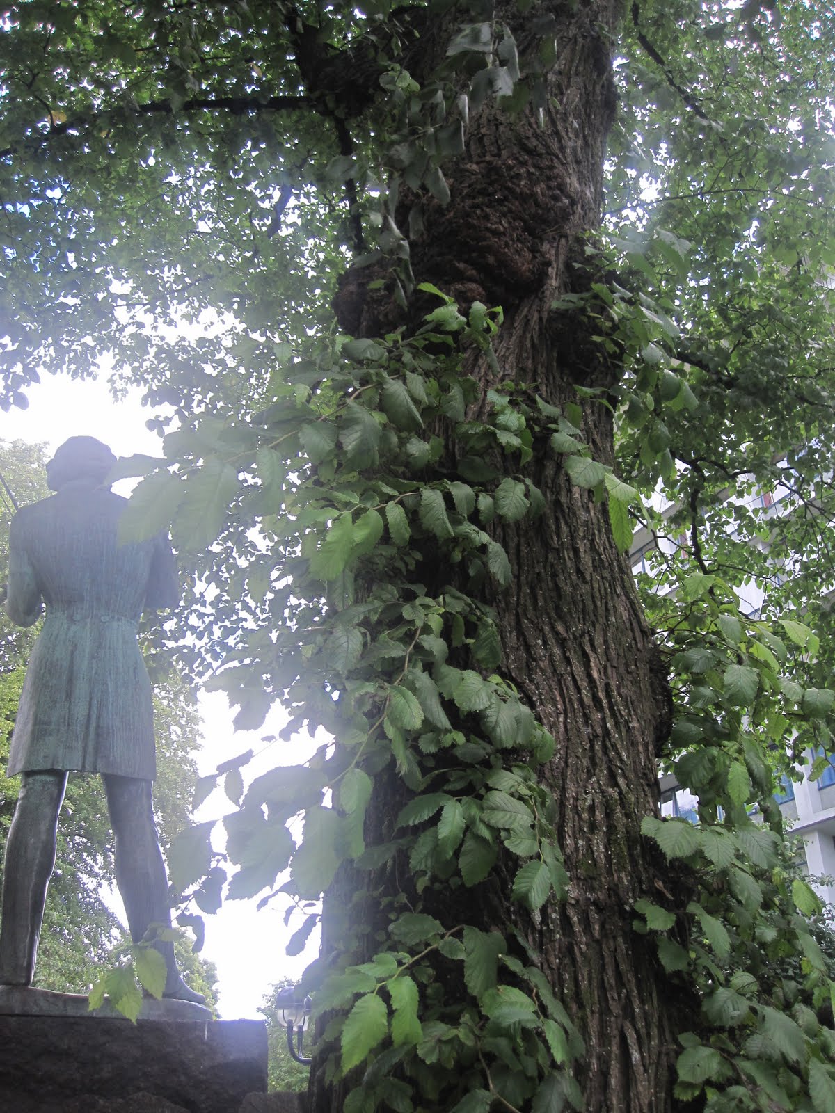 Trær jeg liker: Almen. Hvem kjenner almen? Bak Ole Bull. Almesyke. Alm ...