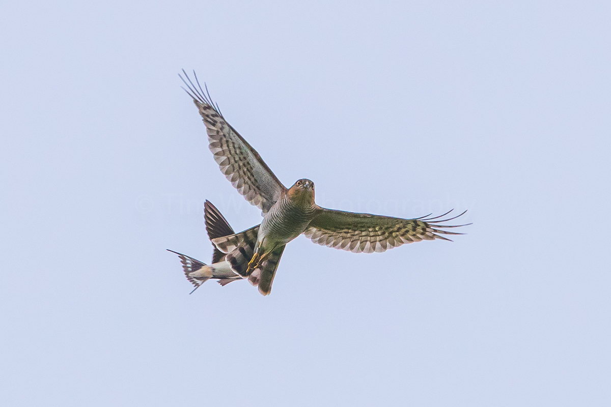 Colyton Wildlife: Swifts and Sprawk