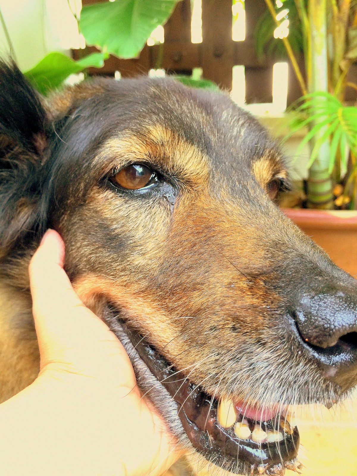 Mad About Labrador Retrievers