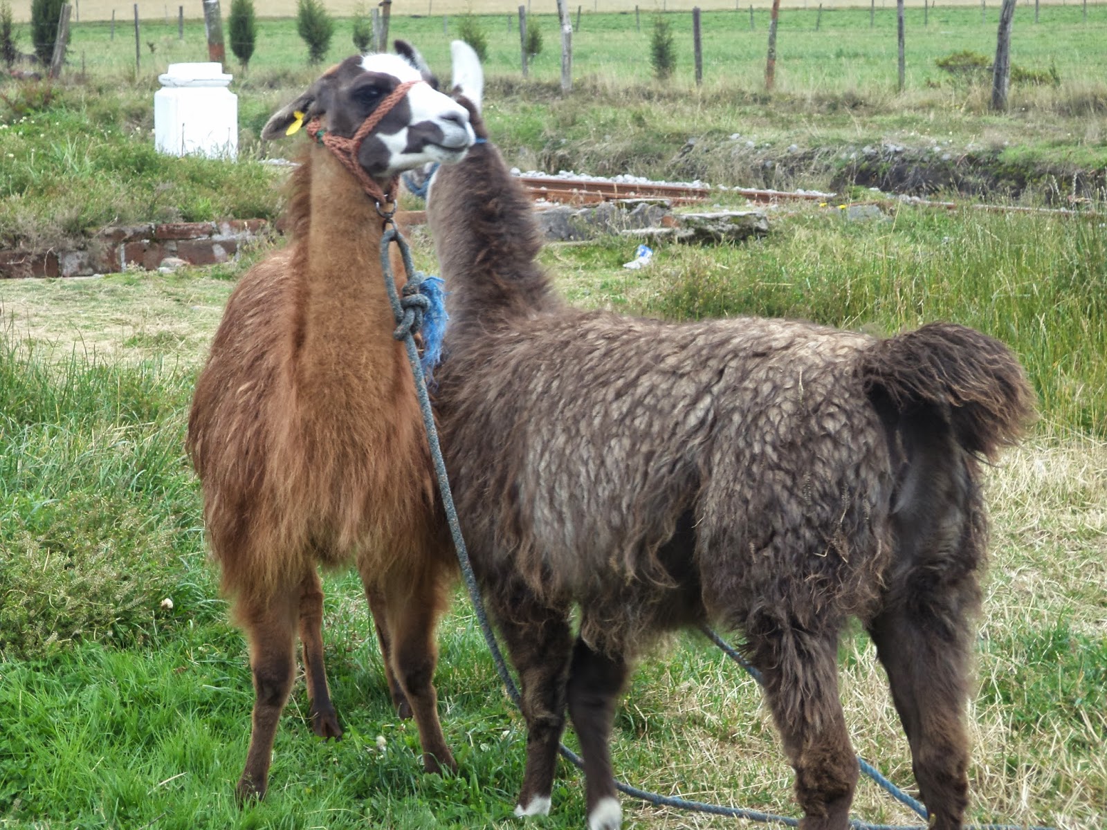 Tren cruzero del Ecuador y trueque en Pimampiro: TREN CRUCERO