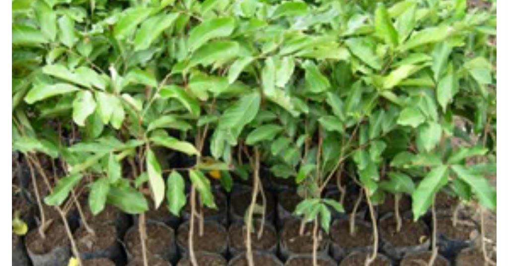 Cita Tani Nursery (NS0154959-D): Benih Rambutan Gula Batu