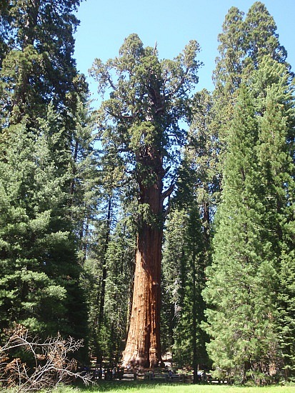 World Of Wallpapers: World Largest Tree