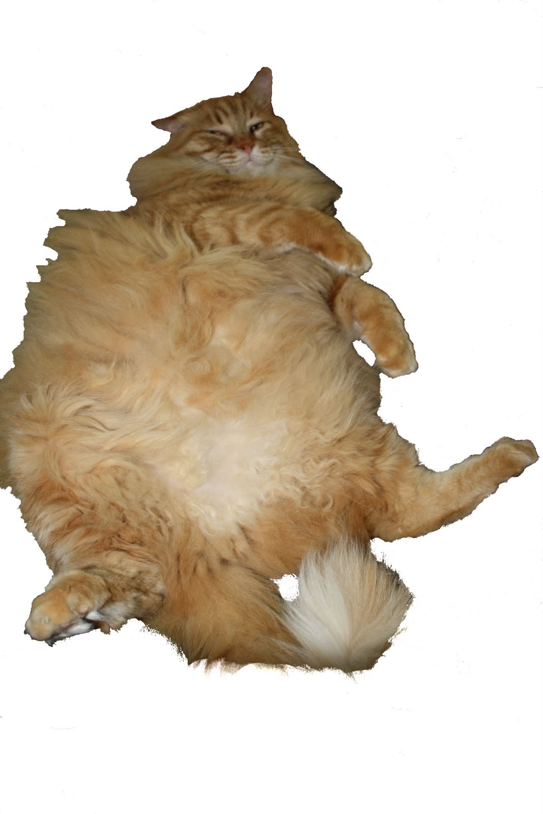 Life with 8 crazy cats...