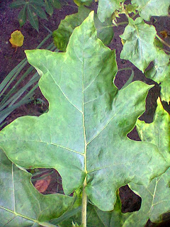 MORFOLOGI TUMBUHAN: BENTUK DAUN