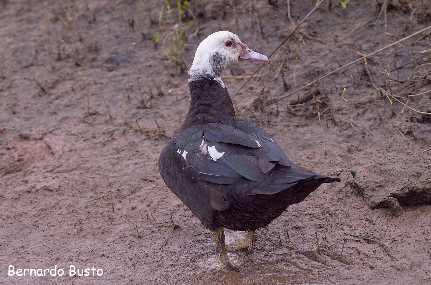 RÍA DE LA VILLA: Sigue feliz