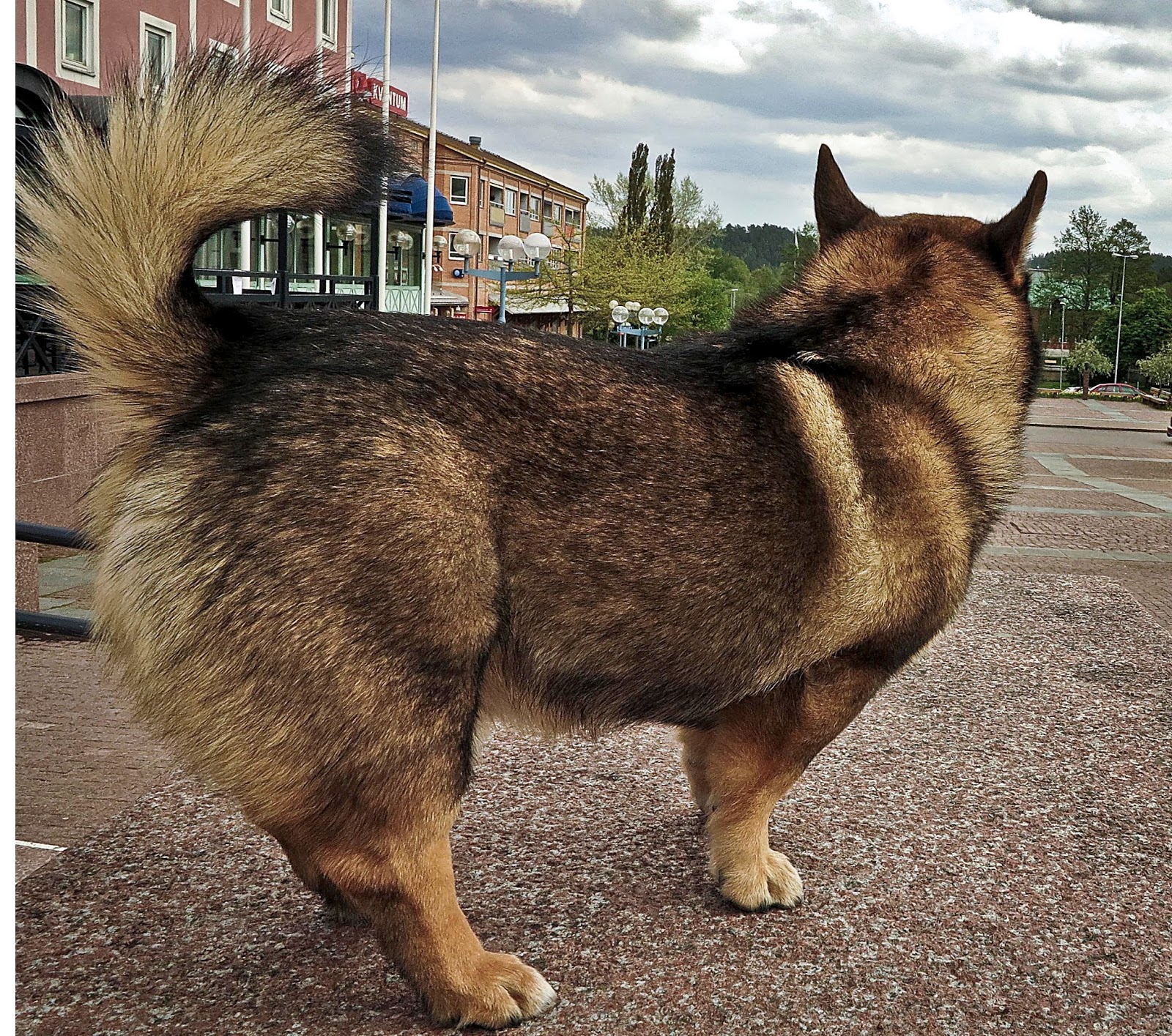 Sverker – världens smartaste västgötaspets: 2013-11-03