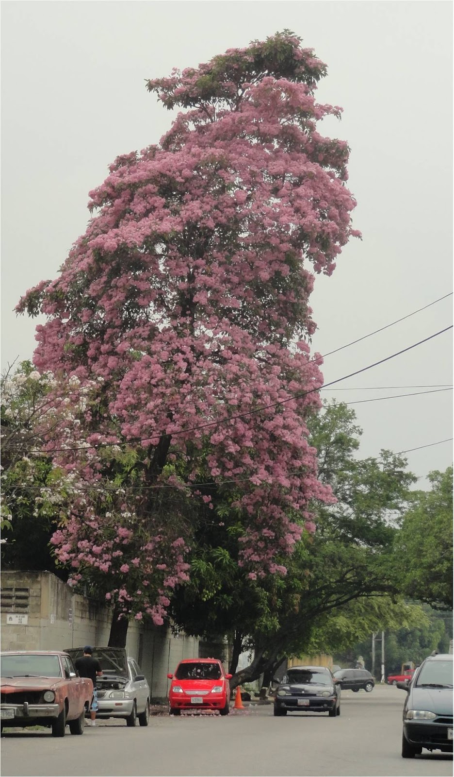 La Doctora De Las Plantas: Apamate (Tabebuia rosea) un árbol ...