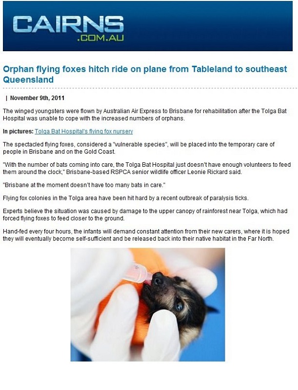 Rehab | Orphan Flying-foxes hitch ride on plane