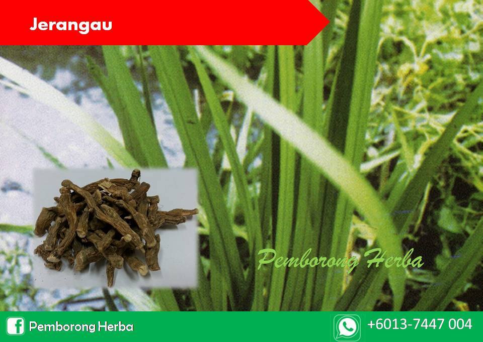 Pemborong Herba Johor: Jerangau