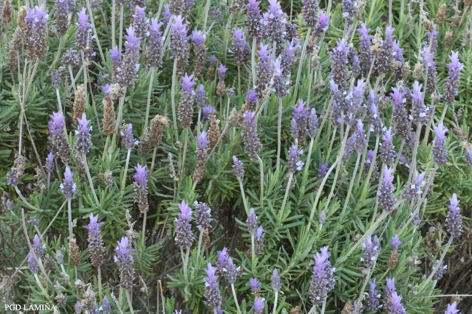 LAVANDULA DENTATA. alhucema dentada,