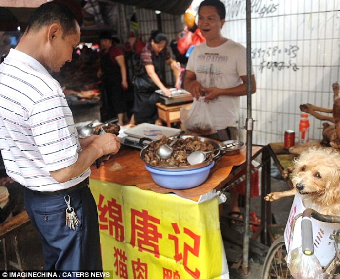 Econcientiza: Entre protestas, realizan en China Festival de comida de ...