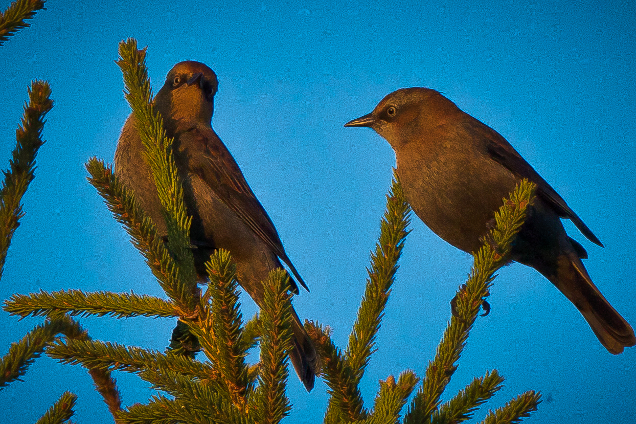 Feather Tailed Stories: Rusty Blackbird