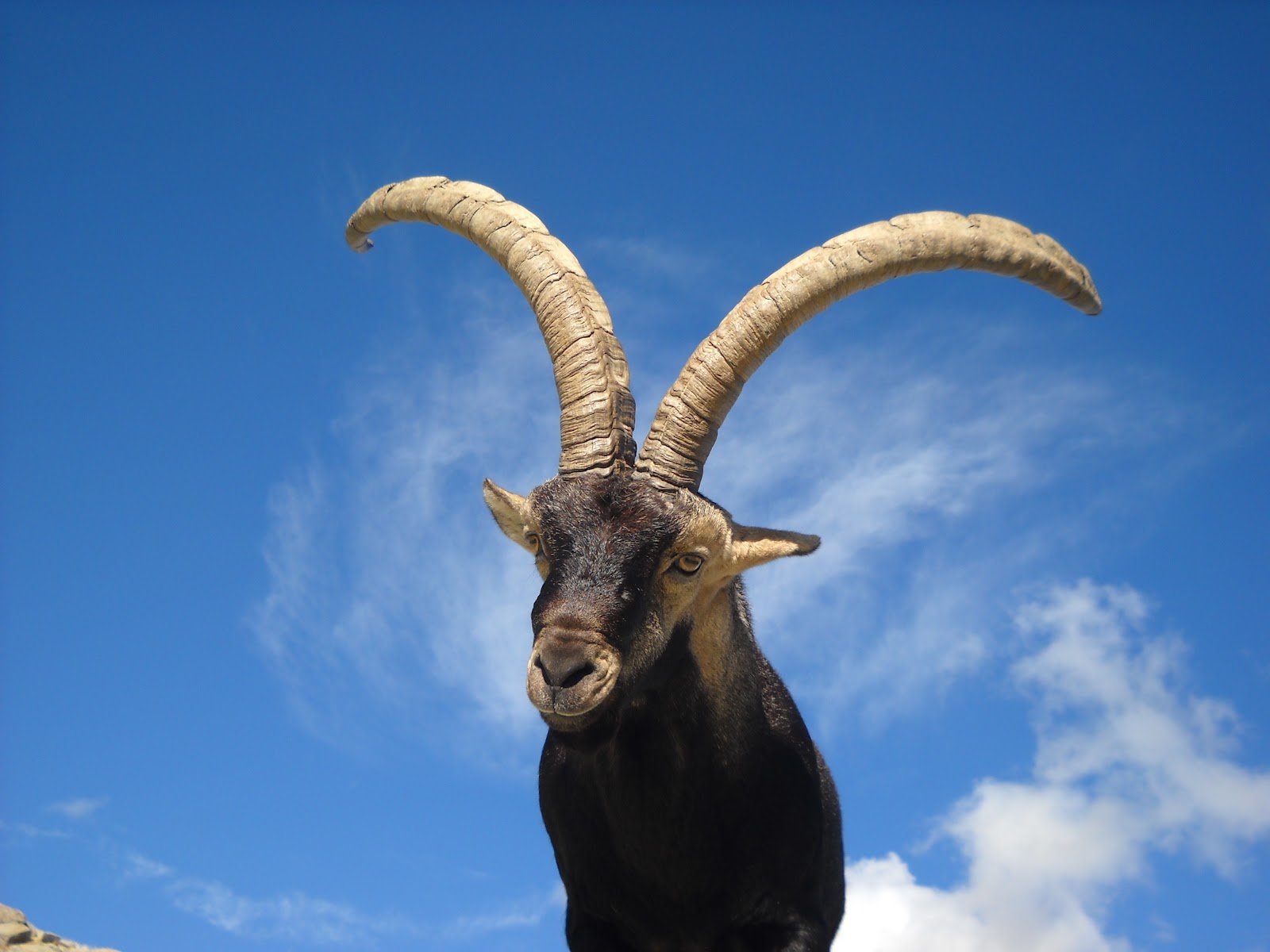 Bioextremadura: Cabra montesa