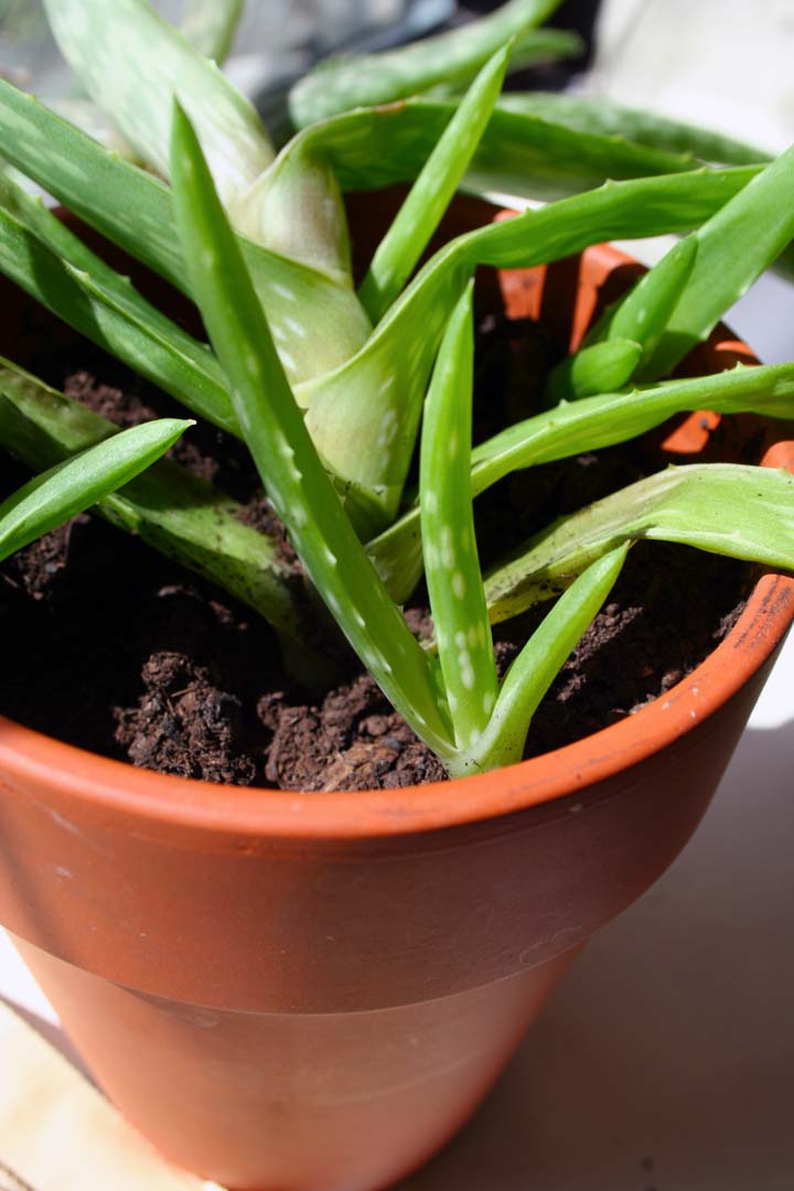 Cultivating Learning: Activities for all Seasons: Aloe, baby!