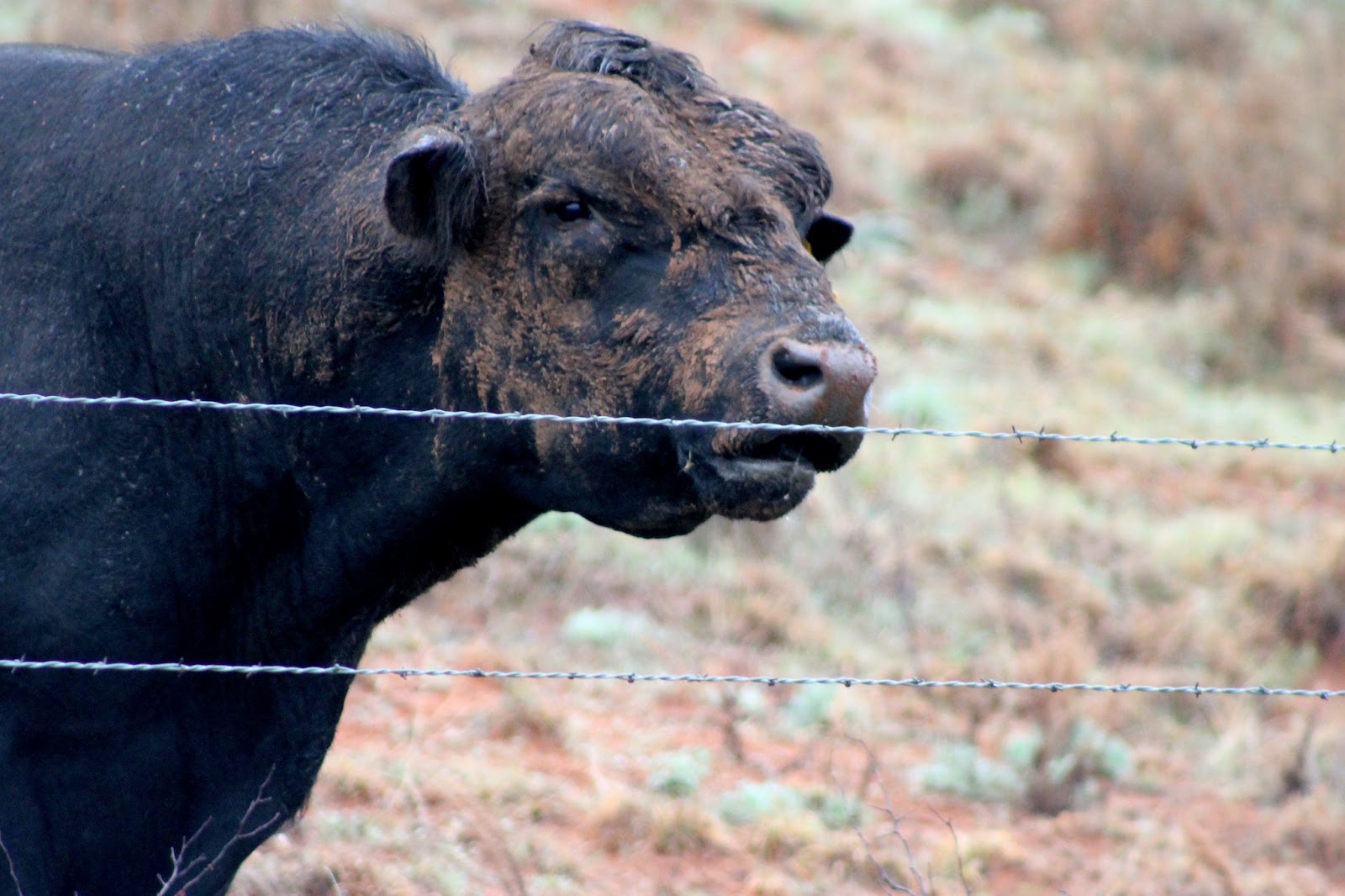 Oklahoma Through My Windshield: Never Approach A Bull From the Front