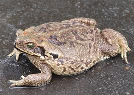 EL JUMIAL: ¿Cuál es la diferencia entre una Rana y un Sapo?