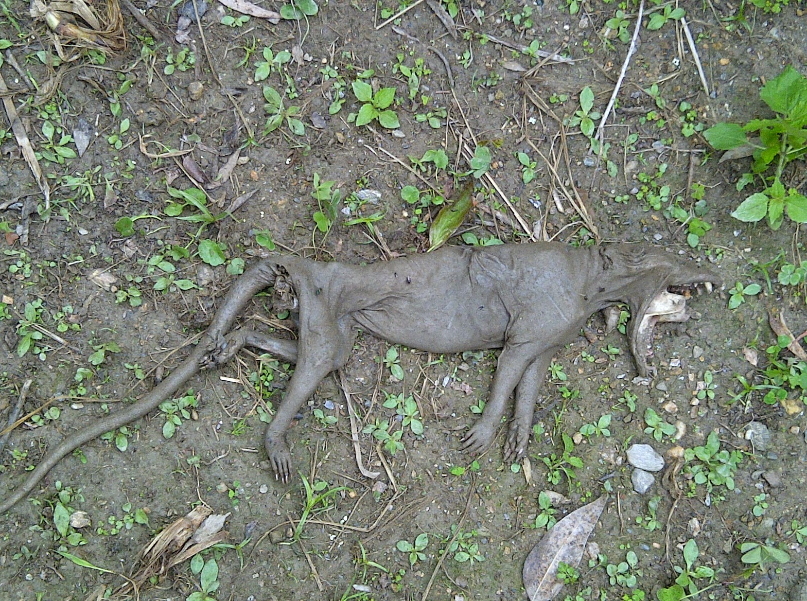 Ovnis en Venezuela: El “Chupacabras castoreño” podría ser un rabipelado ...