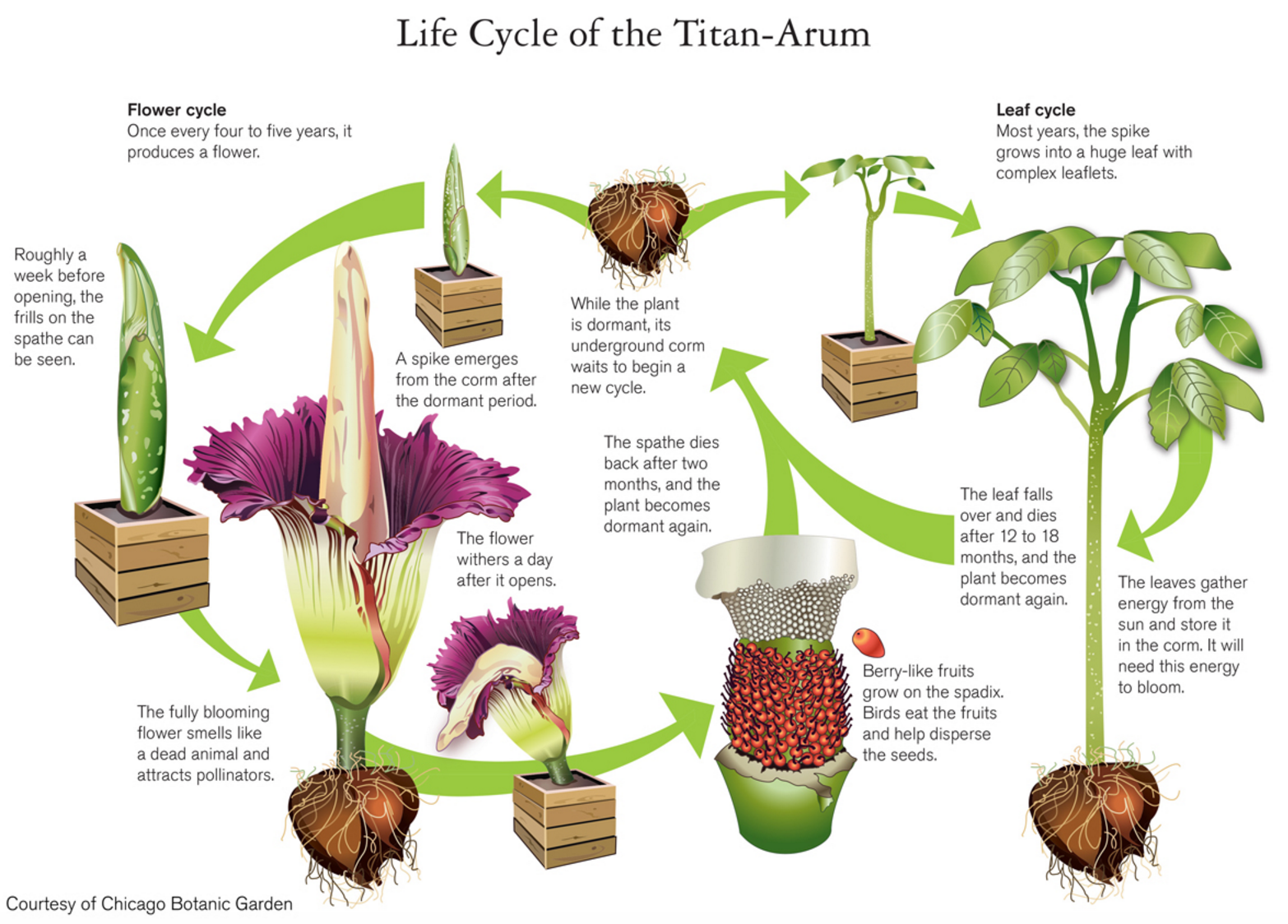 What Is The Corpse Flower Sensation? And Why Is Viral Science A ...
