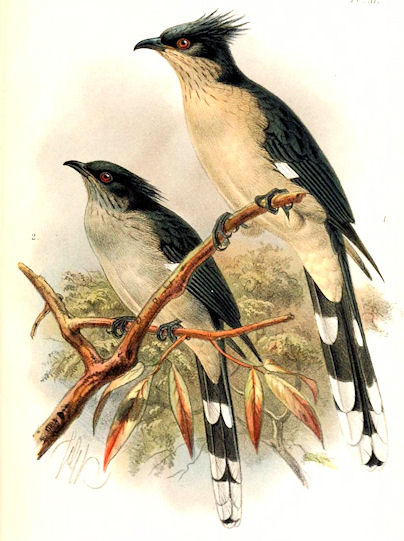 Pied Crested Cuckoo - ARUNACHALA BIRDS
