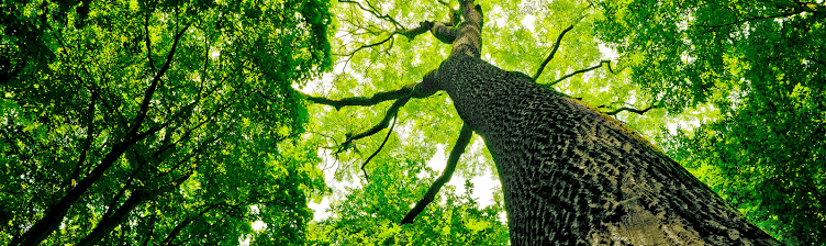 Tree Service RI: Types of Trees Native to Rhode Island