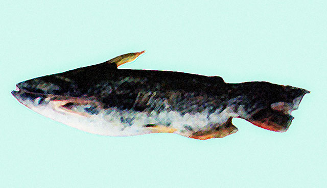 Blog do Laprovitera: Cangati