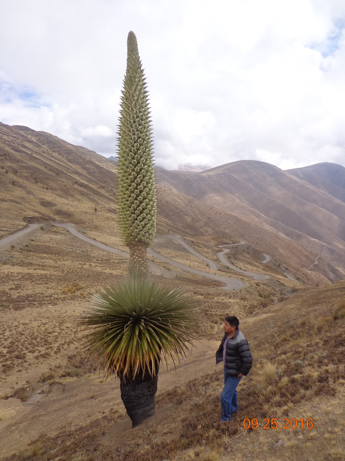 PUYA RAIMONDI – UNA MARAVILLA INCOMPARABLE ~ EL SIG Y LA GESTION DE RIESGOS