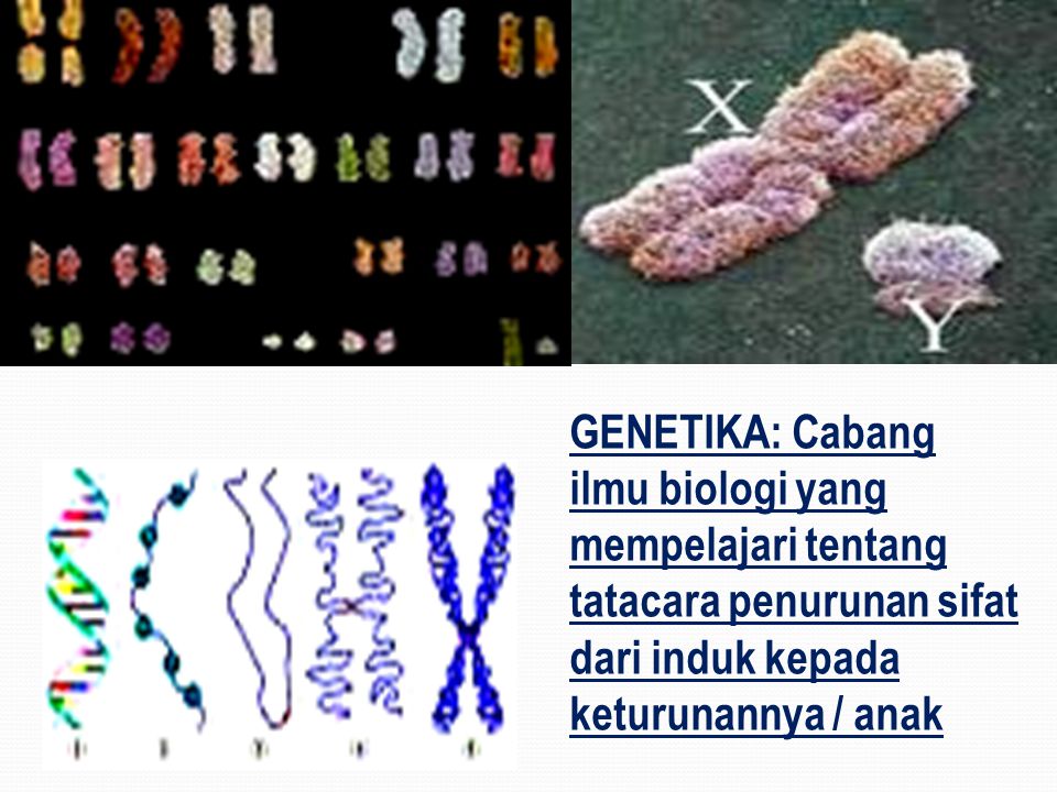 Pengertian Genetika Dalam Ilmu Biologi - New Zealand Style
