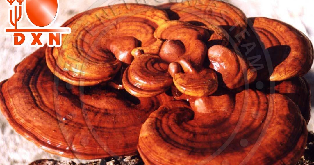 ¿Porqué Elegir el Ganoderma de DXN? ~ DXN GANODERMA