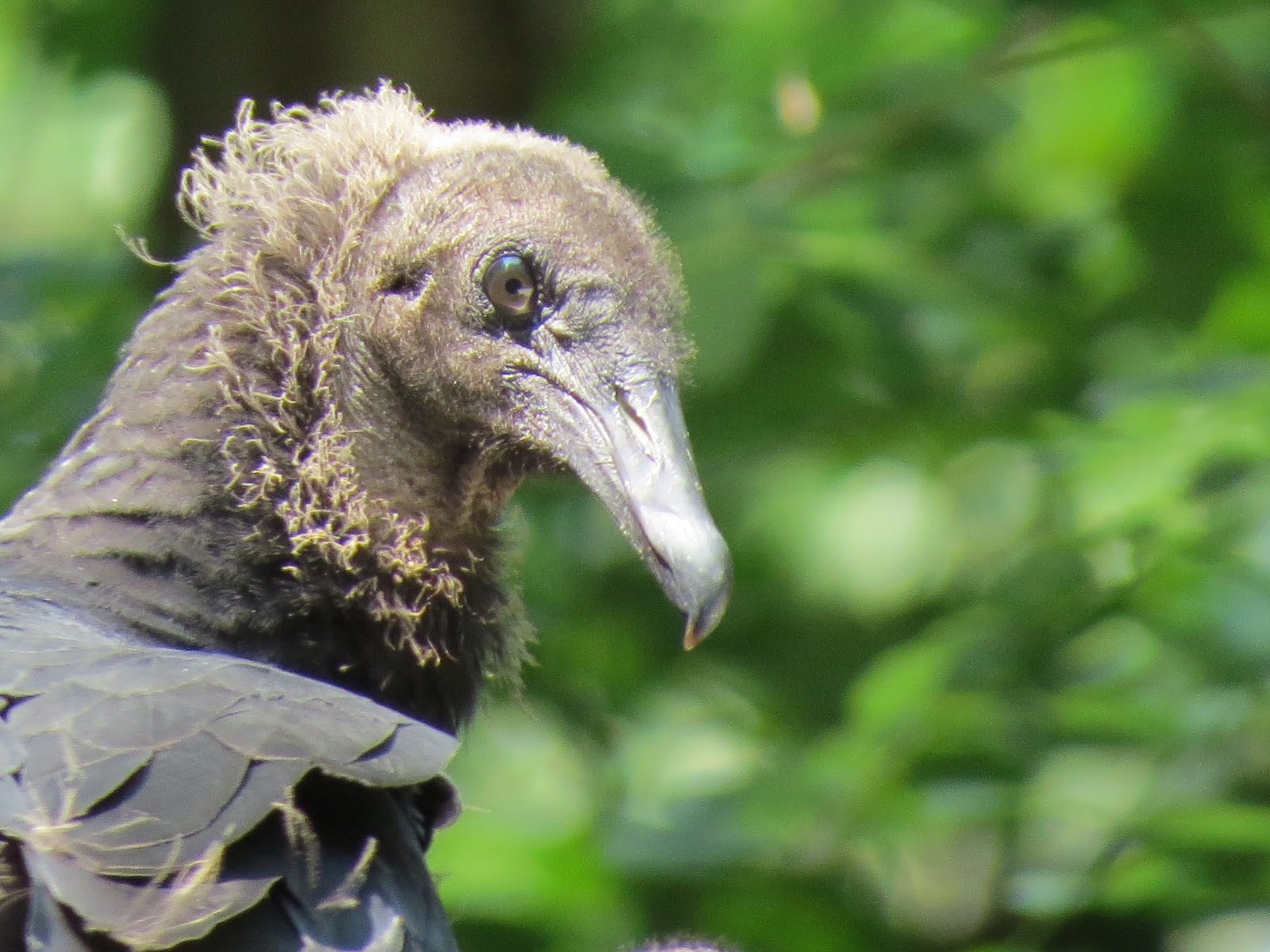 Princeton Nature Notes: Black Vultures Close Up--A Photoshoot and ...