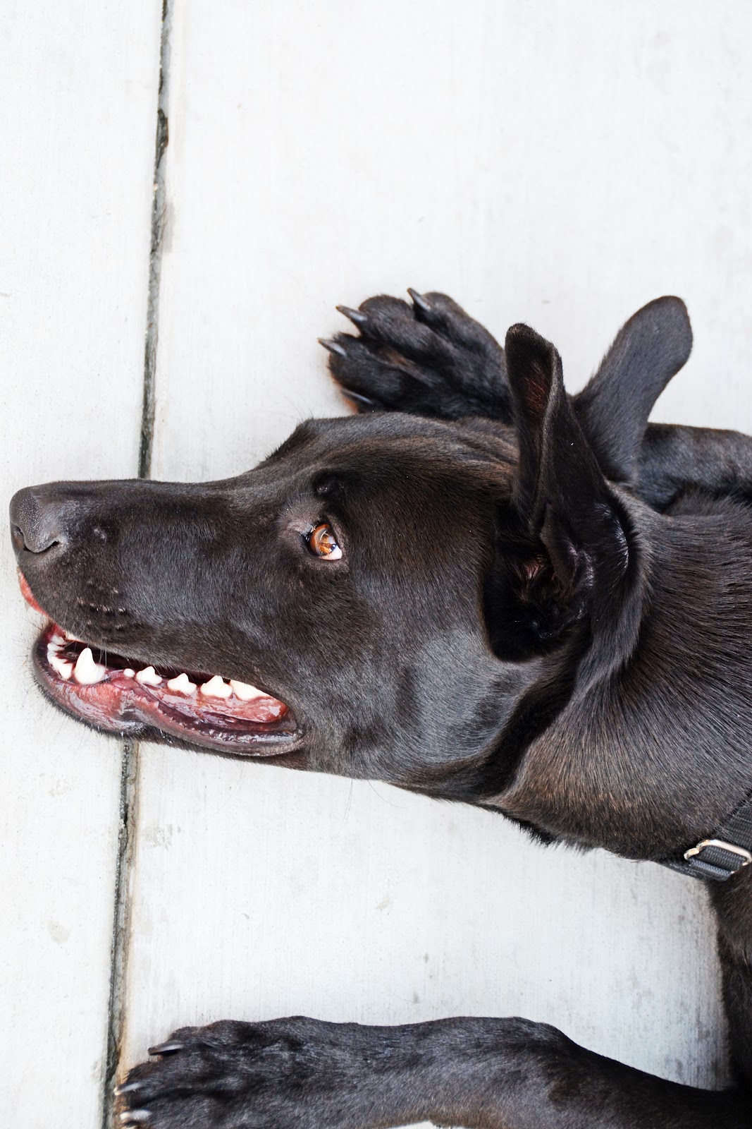 Dogs In the Bubble: All About Oso(me) Dog