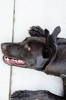 Dogs In the Bubble: All About Oso(me) Dog