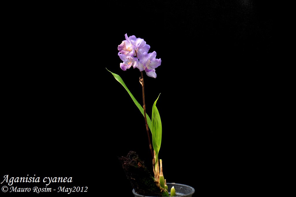 Aganisia cyanea care and culture | Travaldo's blog