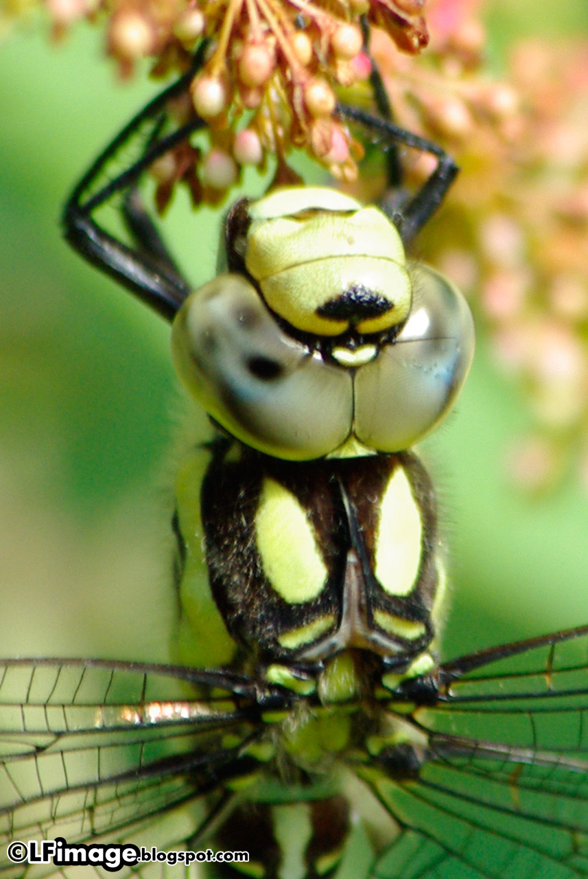 LF image: Photos d'insectes 3