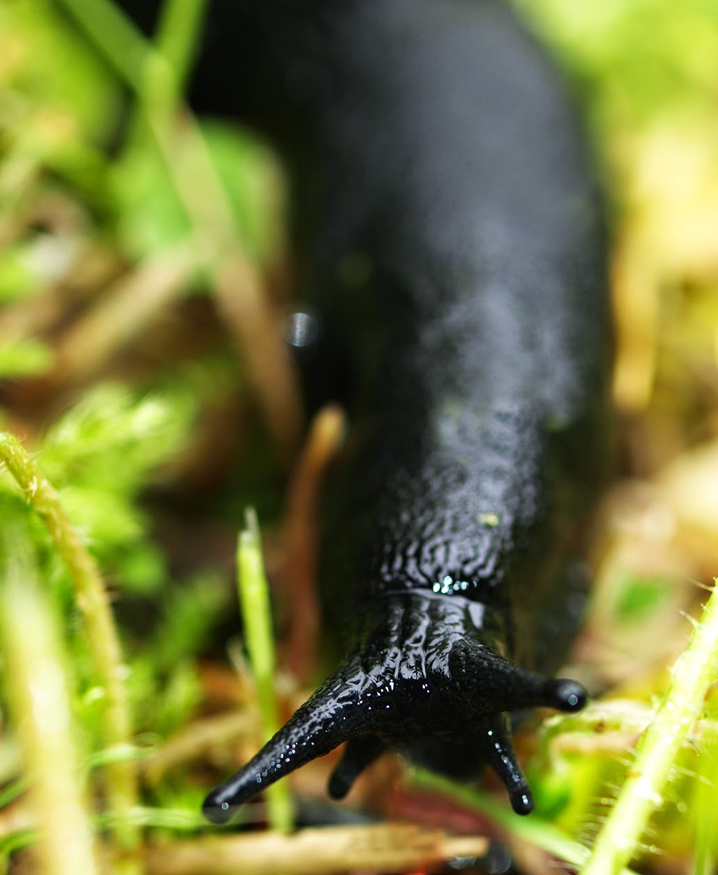 Vilt og vakkert: Svarte snegler