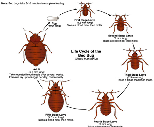 Pegada Ambiental: Cimex lectularius em Espanha