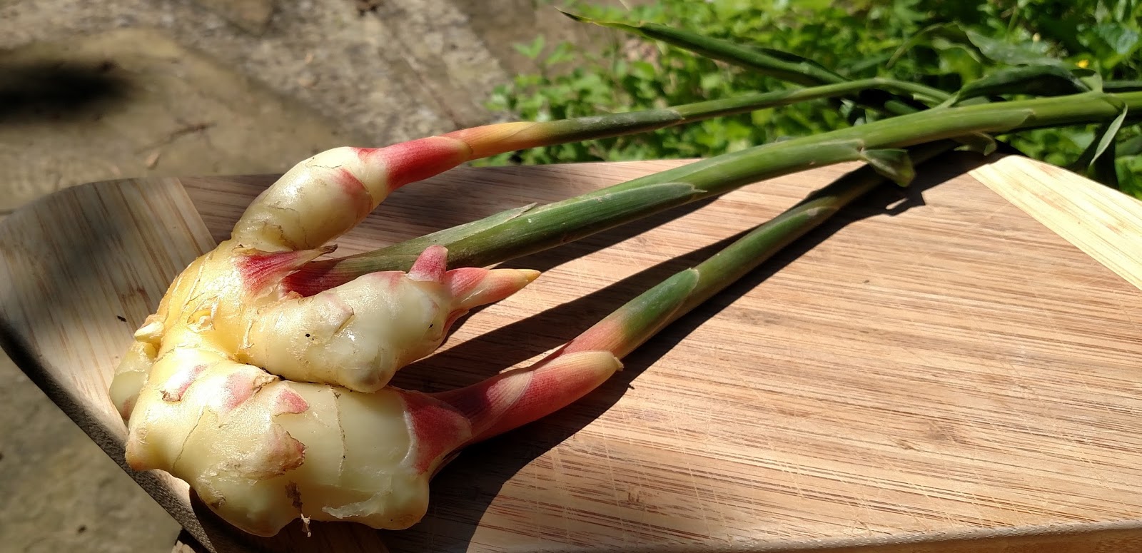 Pennsylvania Grown Ginger