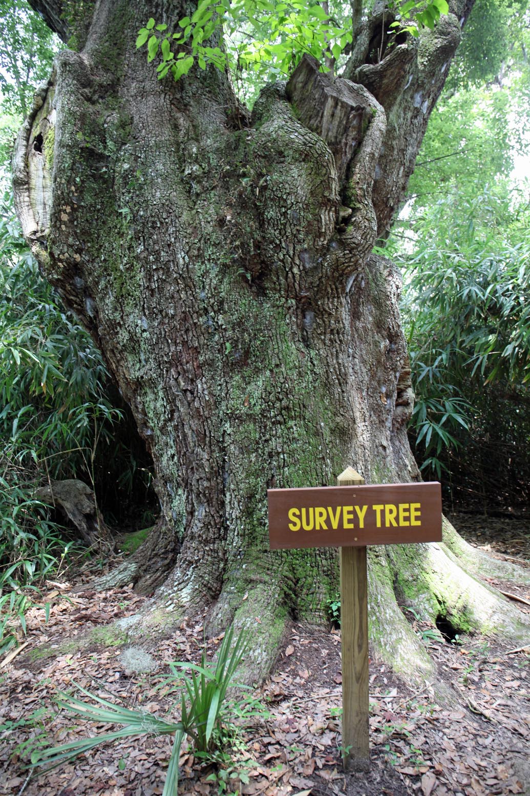 Southern Lagniappe: Adventures on Avery Island
