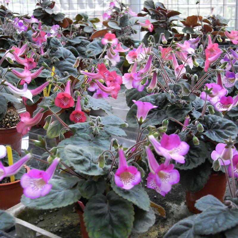 Pirate's Playground: Mini-Sinningia in season