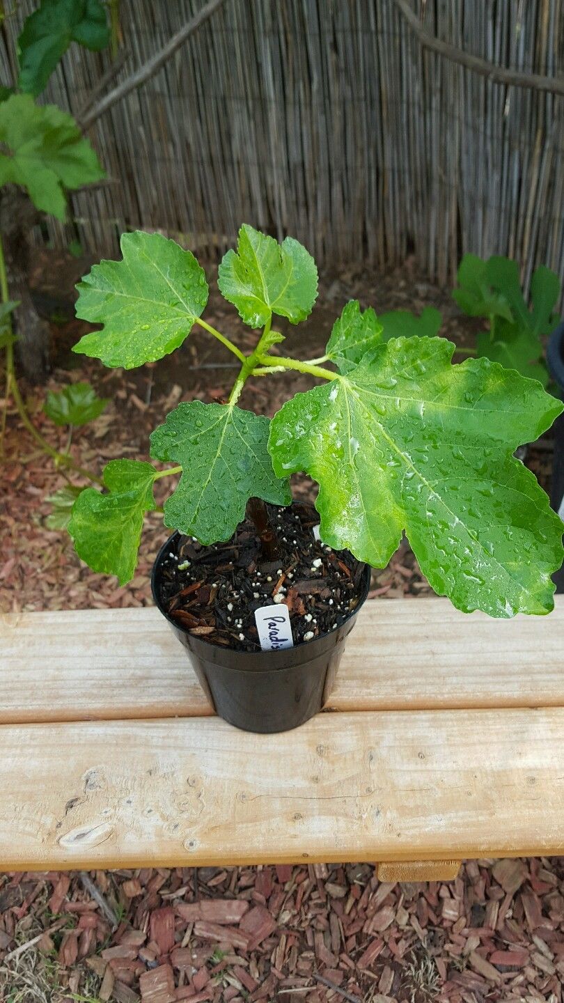 Seattle Garden & Fruit Adventures: New Arrivals: Figs Palermo, Sicilian ...