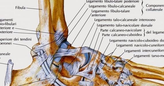 Appunti di Scienze Motorie : TRAUMATOLOGIA Caviglia