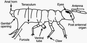Colémbolo (Collembola)