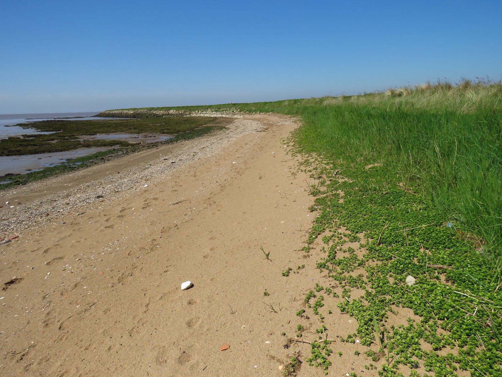 Wild at Hull: Walking the Humber. Stage 14. Skeffling Clough to Kilnsea