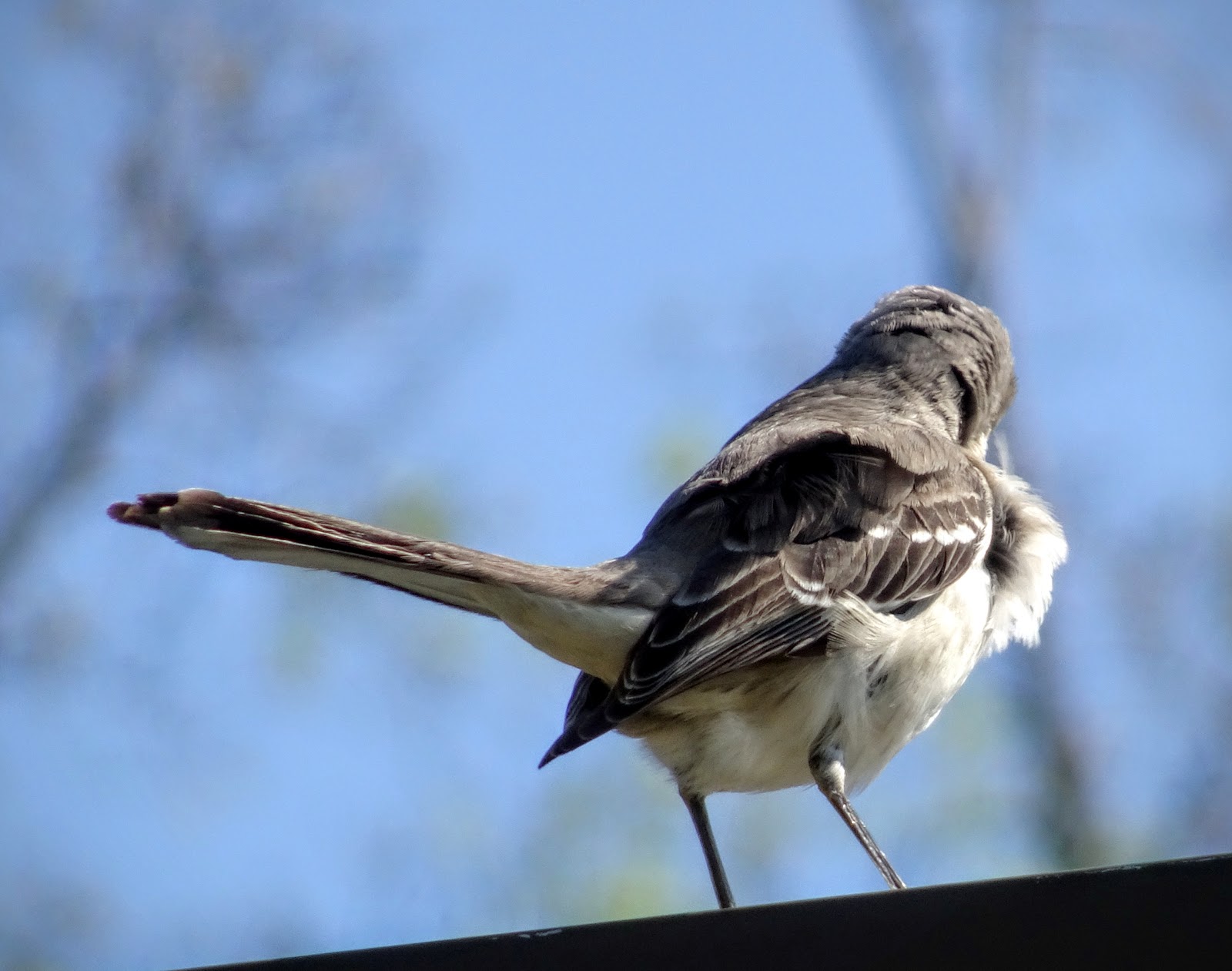 Love, Joy and Peas: Northern Mockingbird Photos
