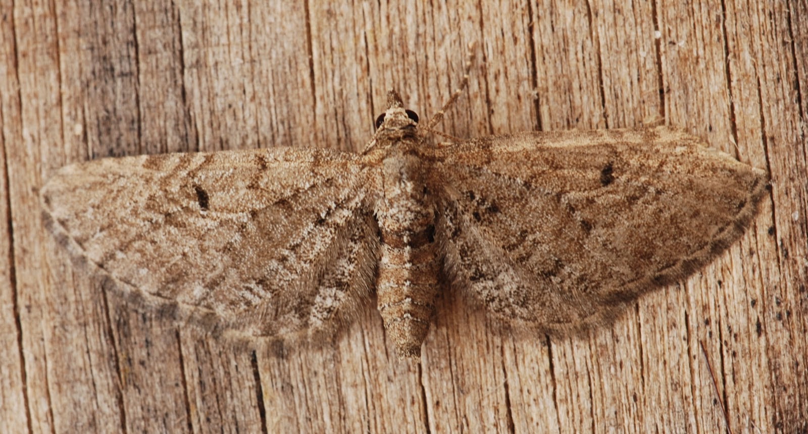 UK Pugs: 1827 Freyer's Pug (Eupithecia intricata)