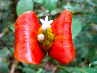 ZoomBio: As plantas mais ‘feias’ do mundo segundo a Royal Horticultural ...