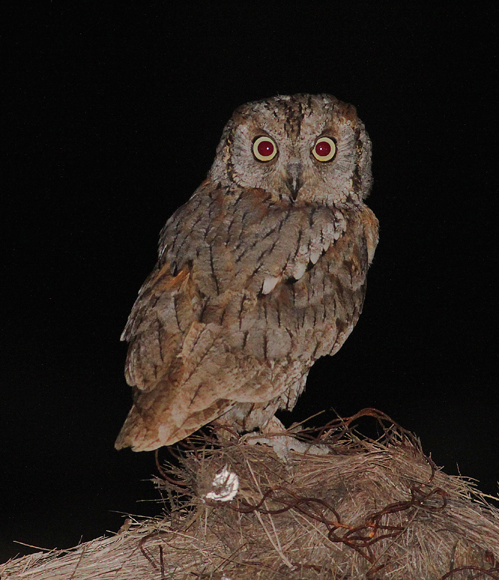 Another Bird Blog: News And A Scops