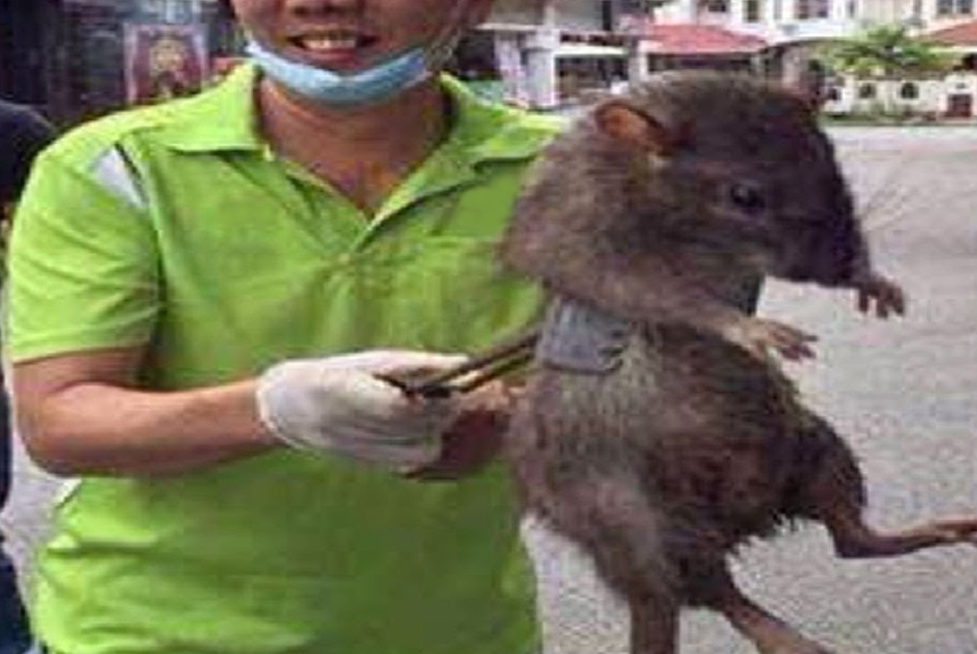 Today's News: Asian Family Lives Off Rats! Only Rats!